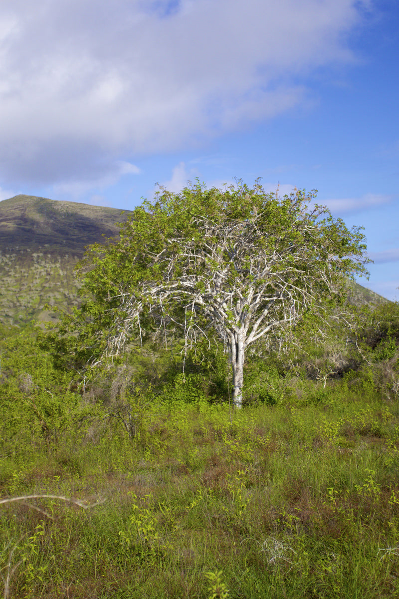 Palo Santo (resin) – Katie Shell, Essential Journeying